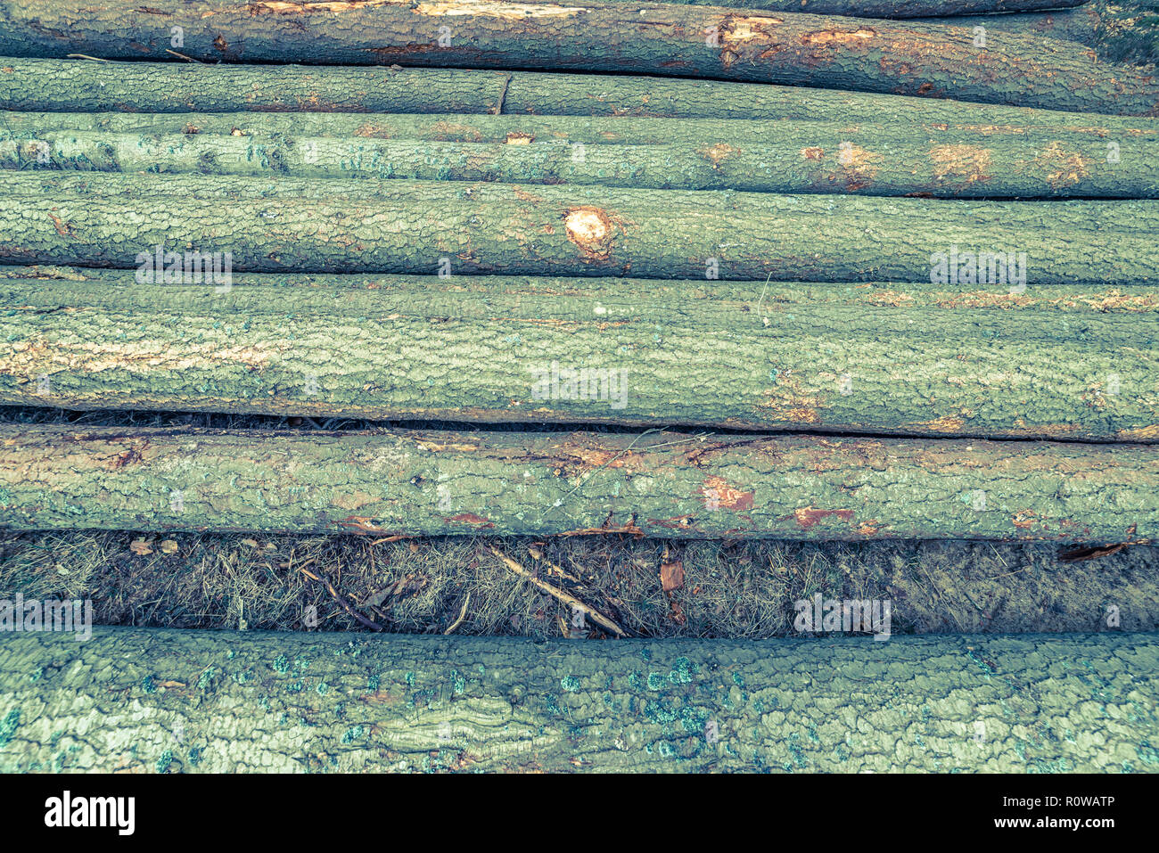 Conifer logs hi-res stock photography and images - Alamy