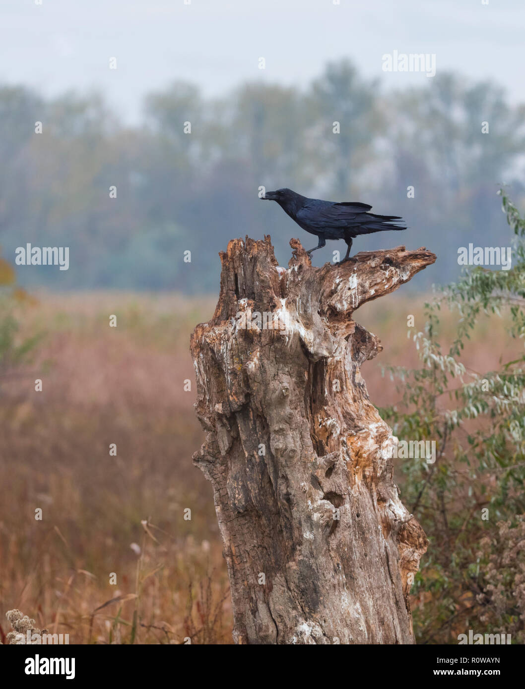 COMMON RAVEN - NORTHERN RAVEN - CROWN (Corvus corax Stock Photo - Alamy