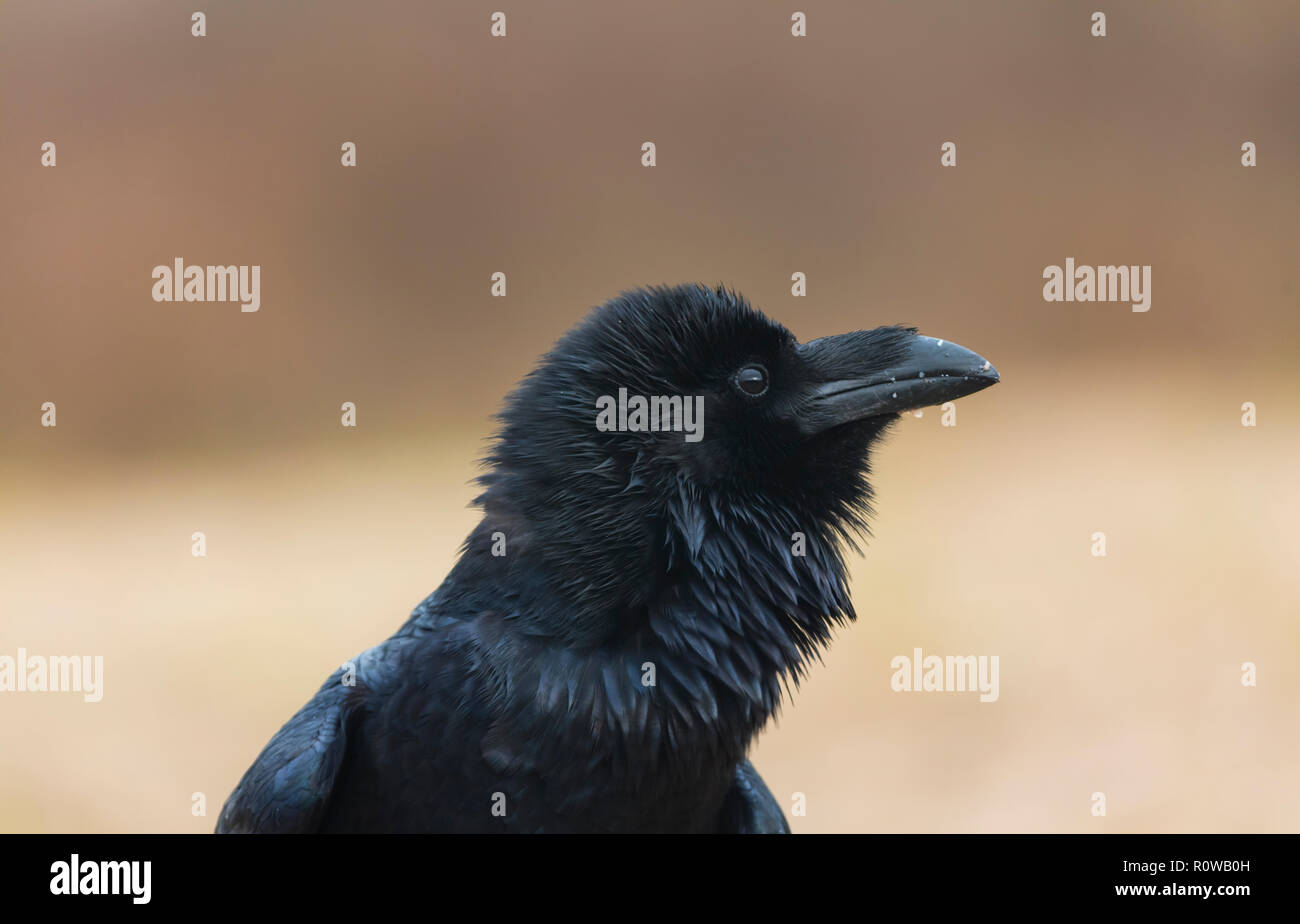 COMMON RAVEN - NORTHERN RAVEN - CROWN (Corvus corax Stock Photo - Alamy