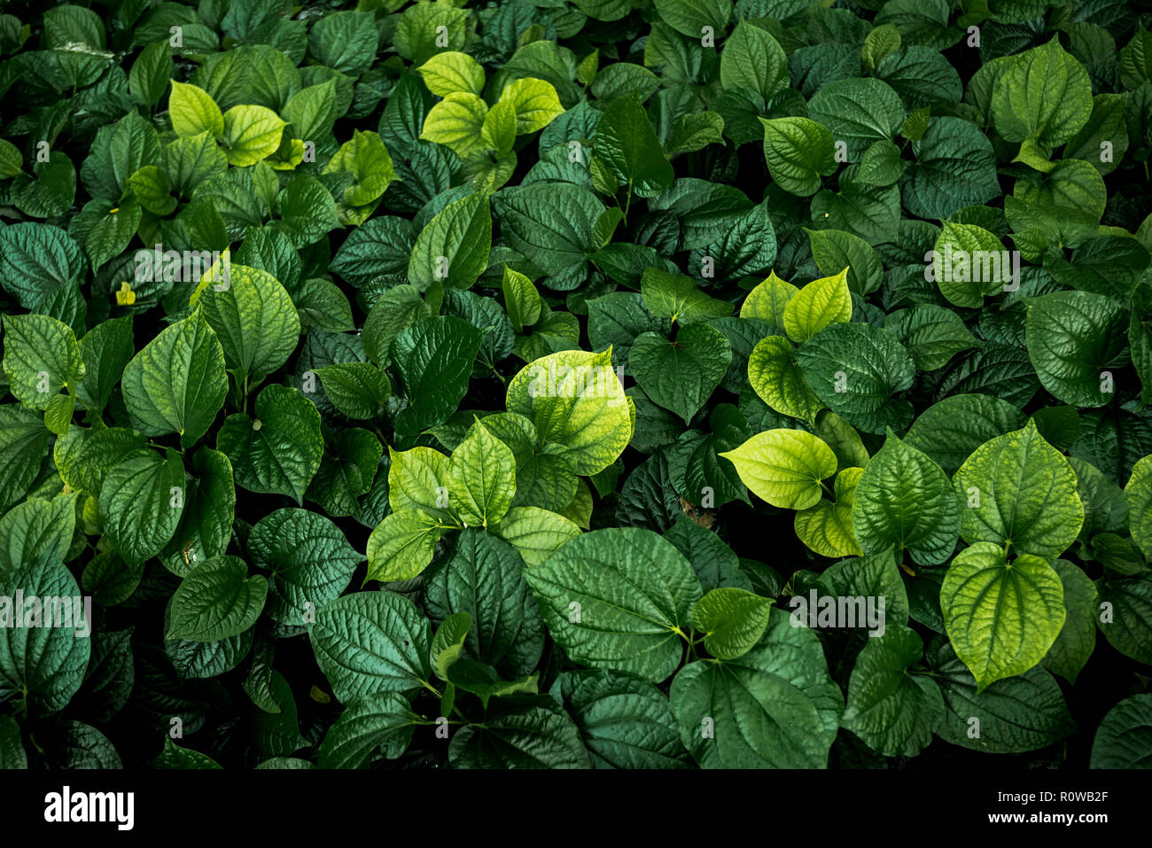 Green leaves pattern in garden, natural texture for abstract background ...