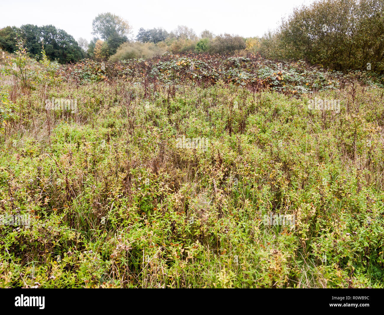 autumn dying back green foliage hedge bushes landscape nature; Essex ...