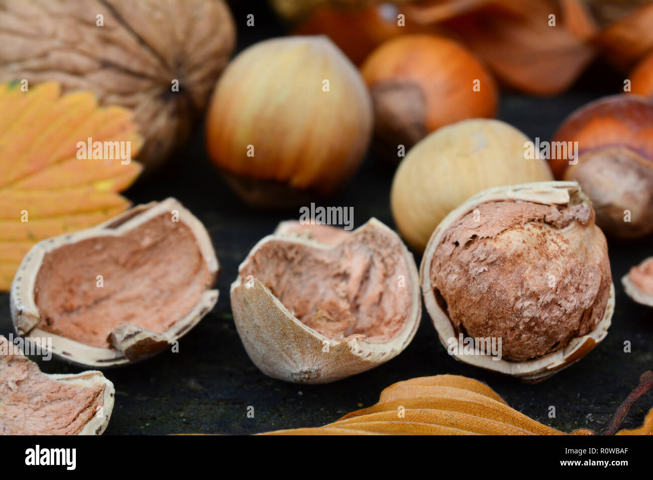 Hazelnut kernel hi-res stock photography and images - Alamy