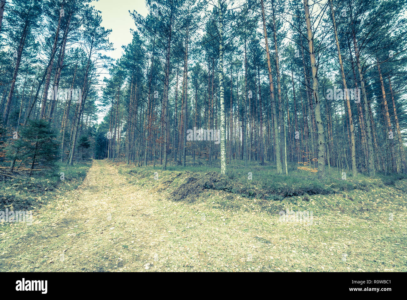Early spring in the forest landscape, vintage photo Stock Photo - Alamy