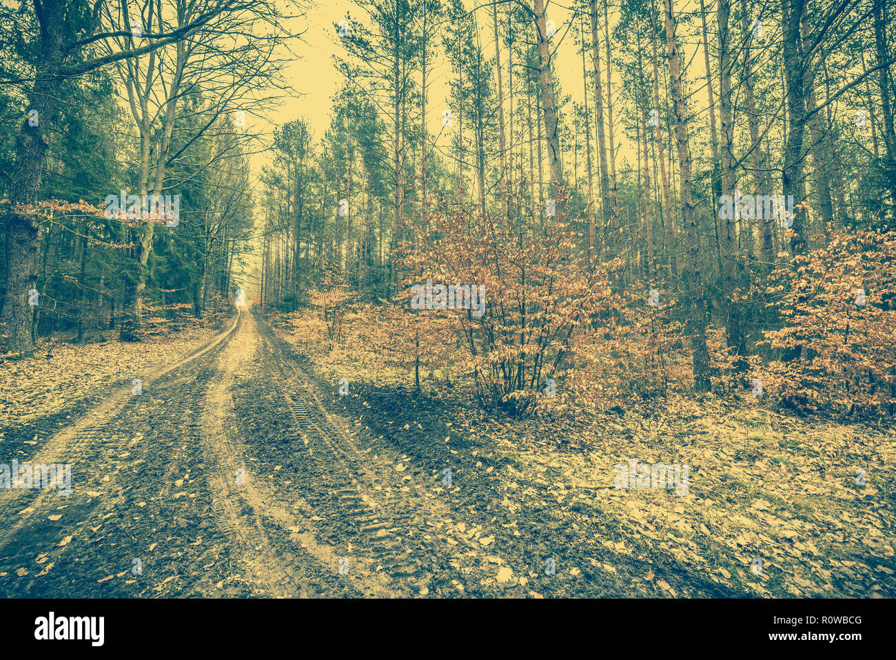 Early spring in the forest landscape, vintage photo Stock Photo - Alamy