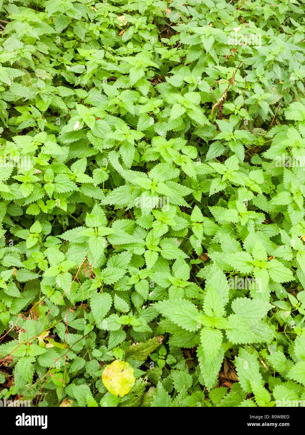 Uk medicinal weeds hi-res stock photography and images - Alamy