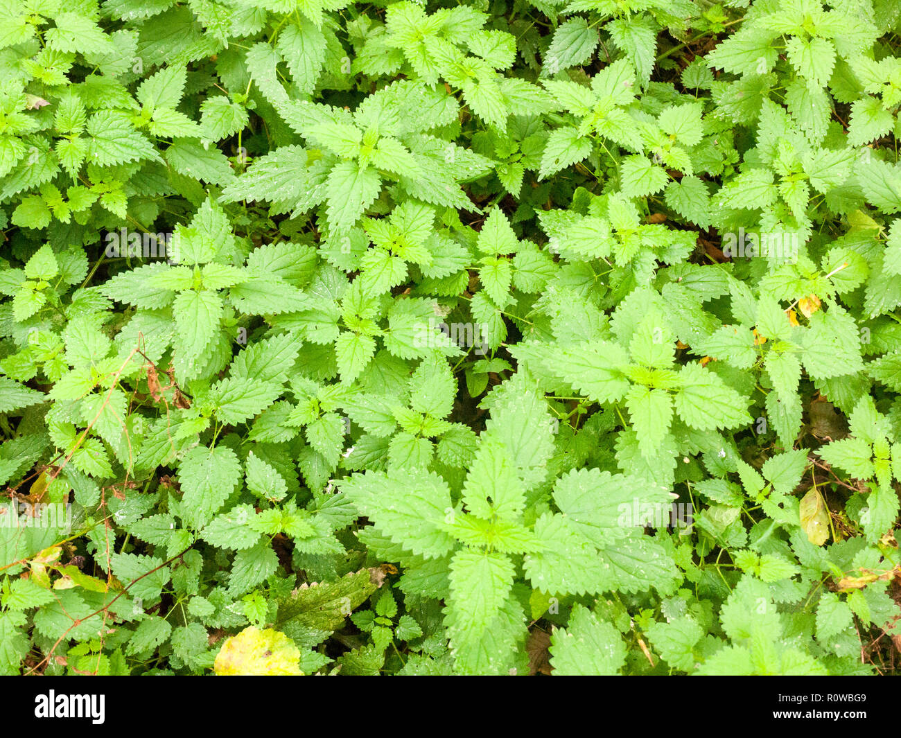 Uk medicinal weeds hi-res stock photography and images - Alamy