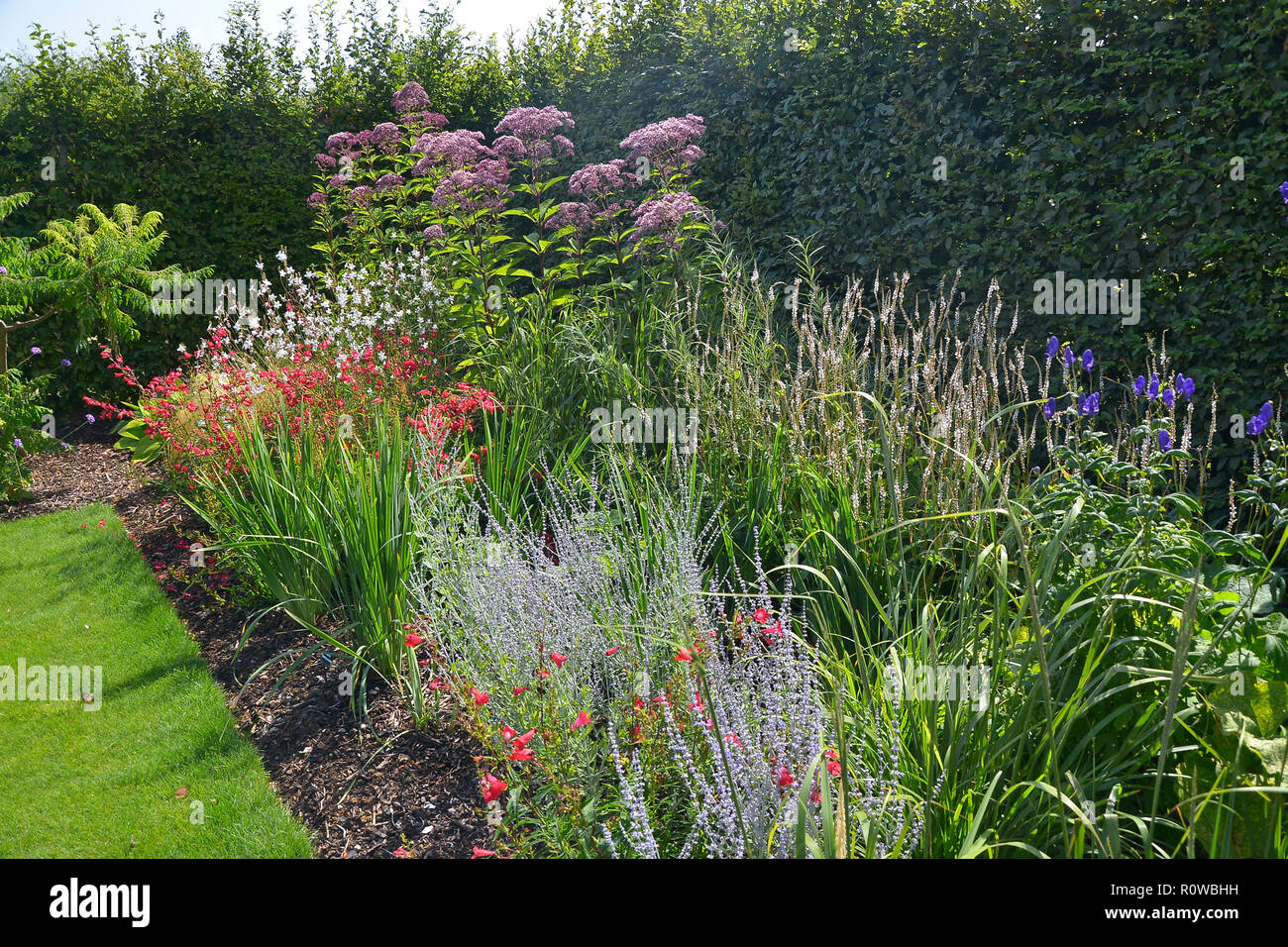 Mixed Border Flowers at Frank Mcbride blog