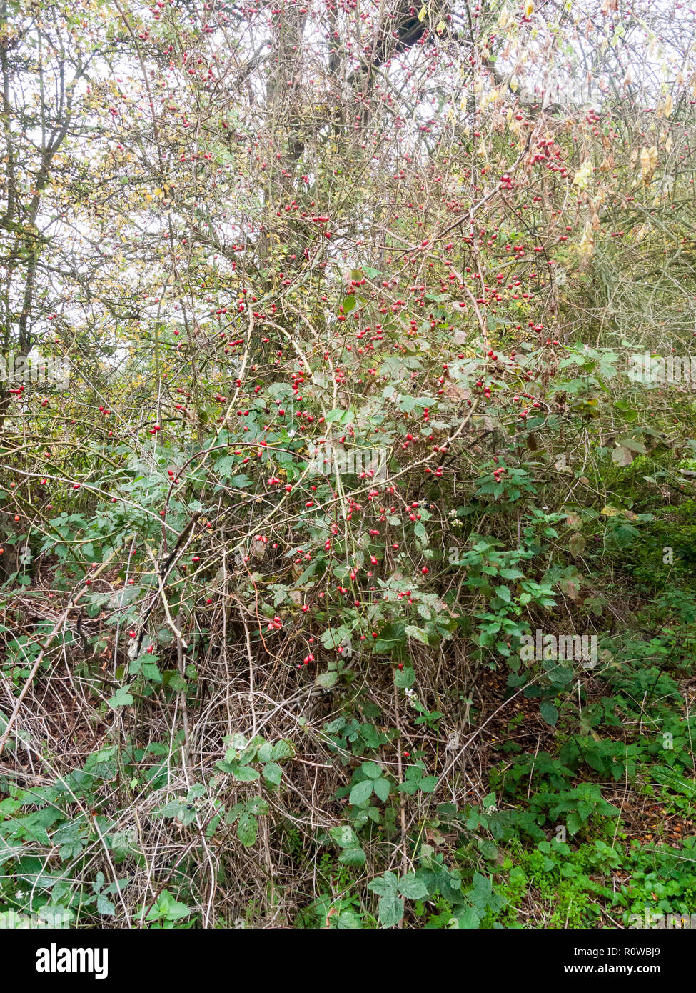 hanging red rosehips outside on tree bush rose fresh health natural ...