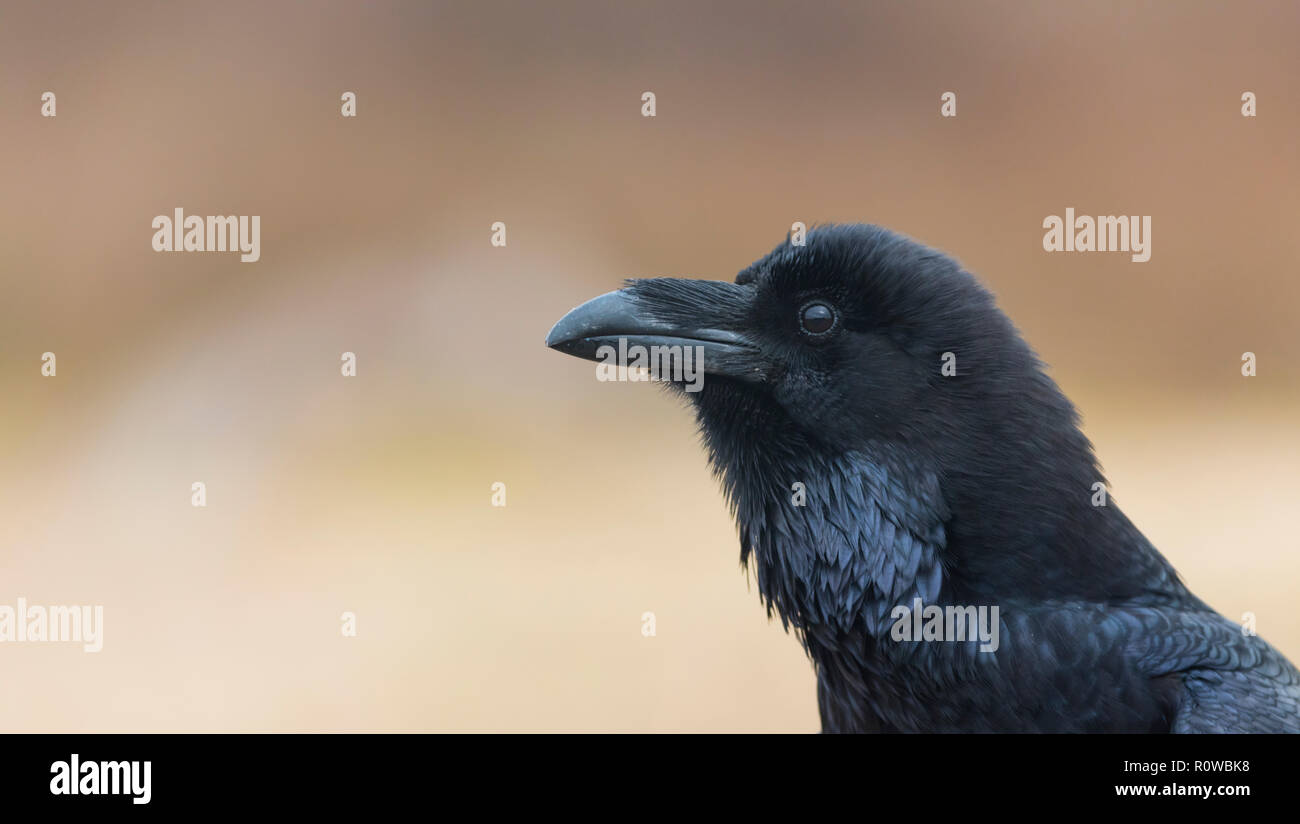COMMON RAVEN - NORTHERN RAVEN - CROWN (Corvus corax Stock Photo - Alamy