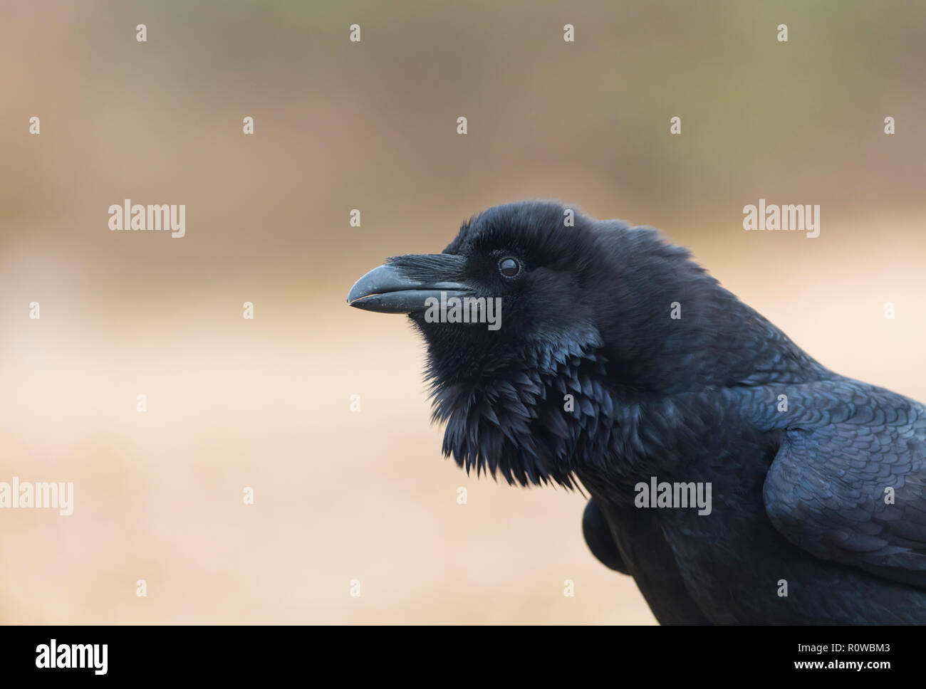 COMMON RAVEN - NORTHERN RAVEN - CROWN (Corvus corax Stock Photo - Alamy
