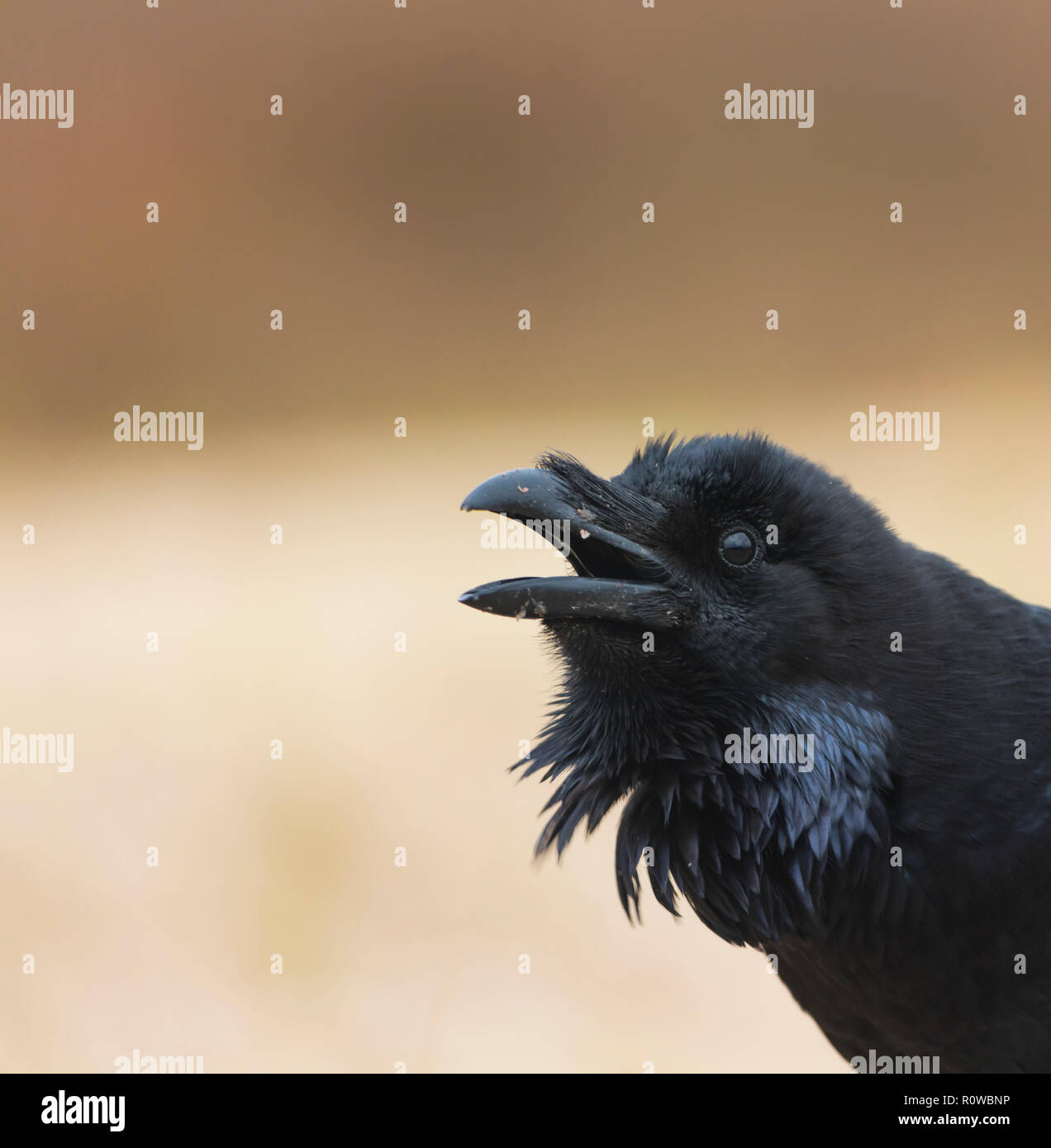 COMMON RAVEN - NORTHERN RAVEN - CROWN (Corvus corax Stock Photo - Alamy