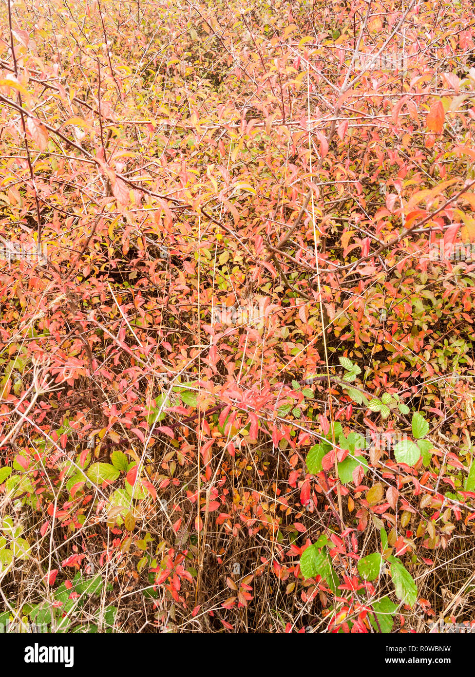 close up background texture of red leaves tree autumn nature beauty ...