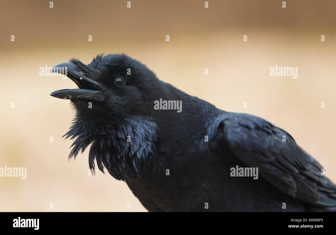 COMMON RAVEN - NORTHERN RAVEN - CROWN (Corvus corax Stock Photo - Alamy