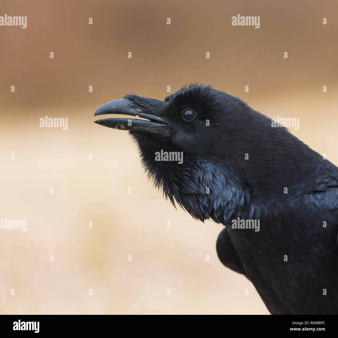 COMMON RAVEN - NORTHERN RAVEN - CROWN (Corvus corax Stock Photo - Alamy