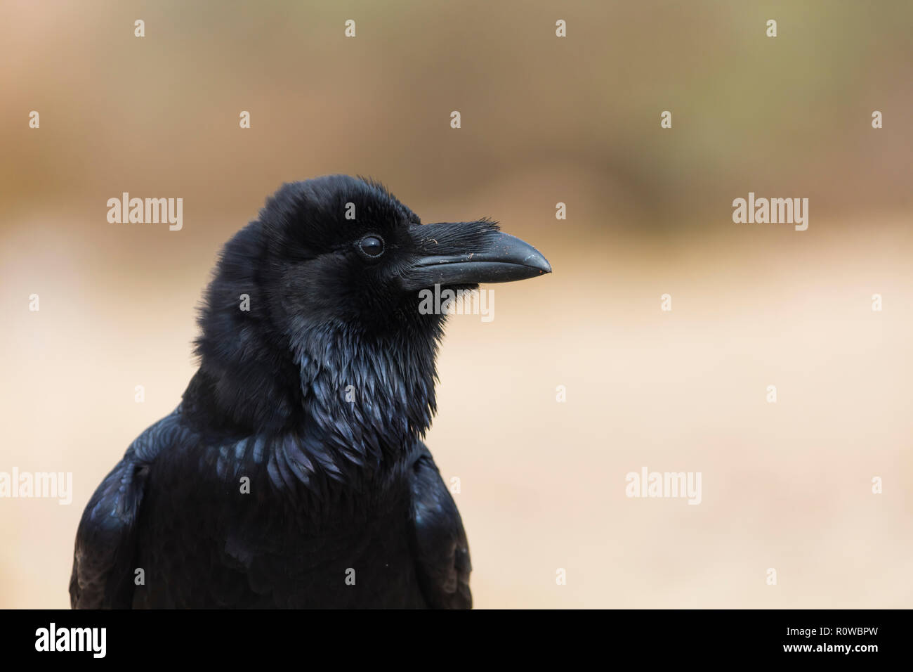 COMMON RAVEN - NORTHERN RAVEN - CROWN (Corvus corax Stock Photo - Alamy