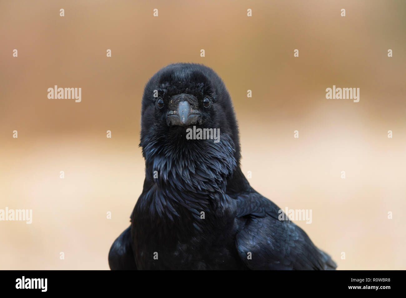 COMMON RAVEN - NORTHERN RAVEN - CROWN (Corvus corax Stock Photo - Alamy