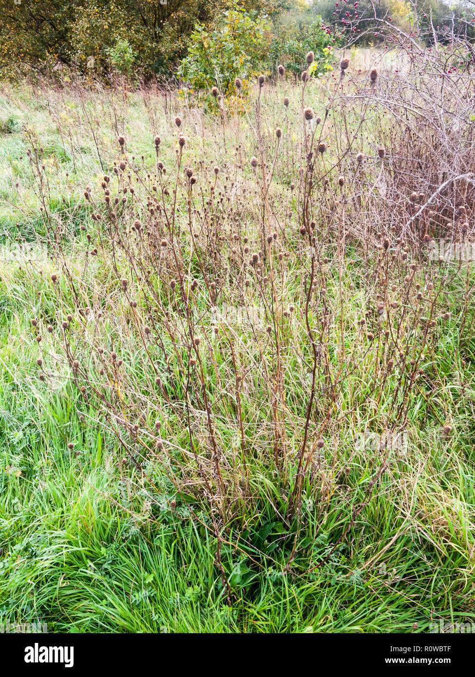 Dead plant and outside hi-res stock photography and images - Alamy