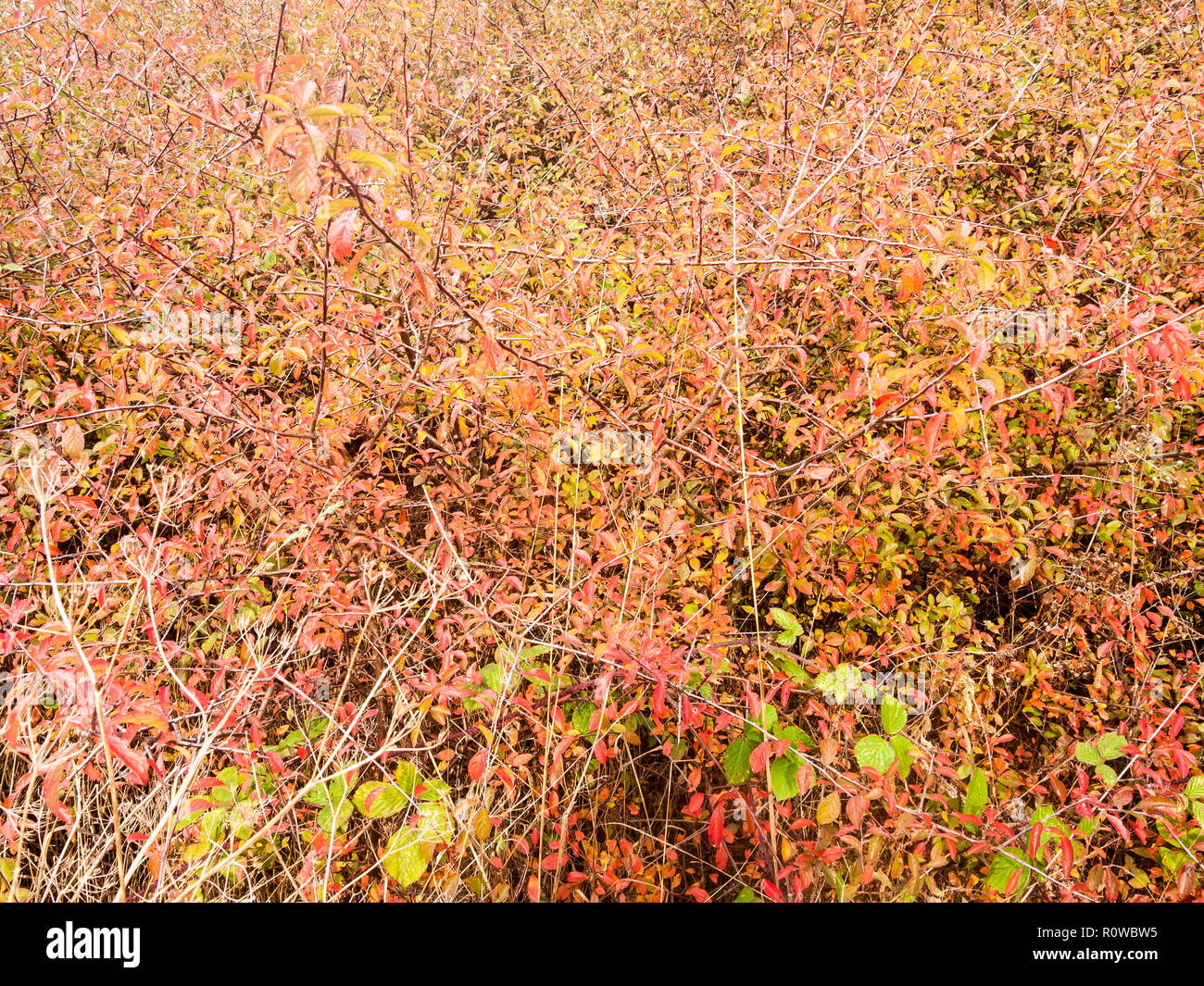 close up background texture of red leaves tree autumn nature beauty ...