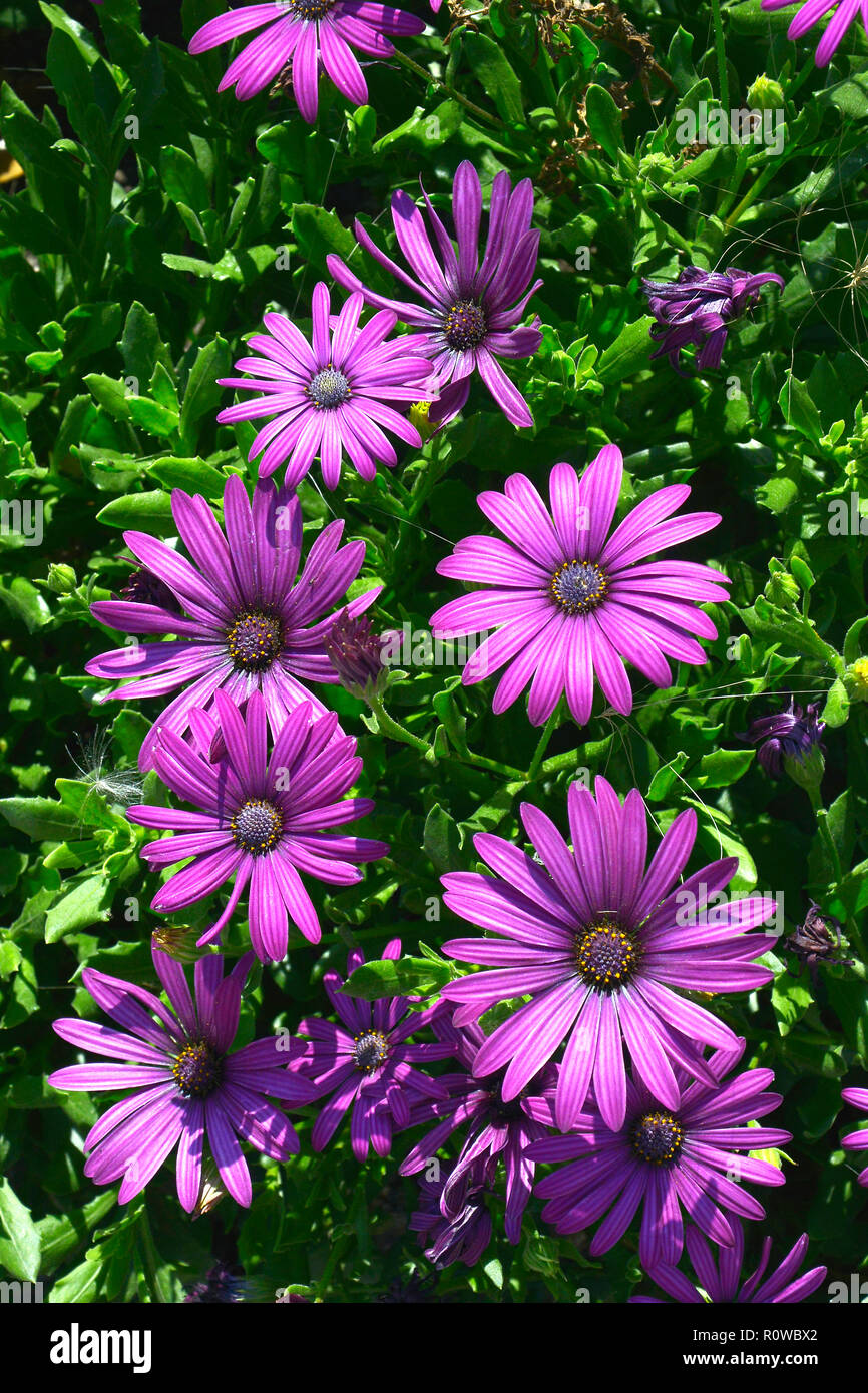 Daisy border hi-res stock photography and images - Alamy