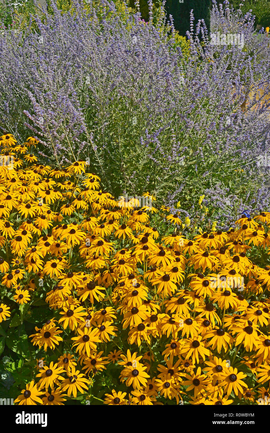 Flower border with Rudbeckia hirta Black Eyed Susan and Perovskia in a ...