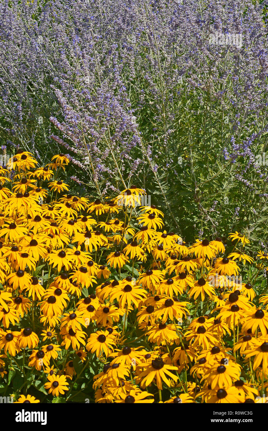 Flower border with Rudbeckia hirta Black Eyed Susan and Perovskia in a ...