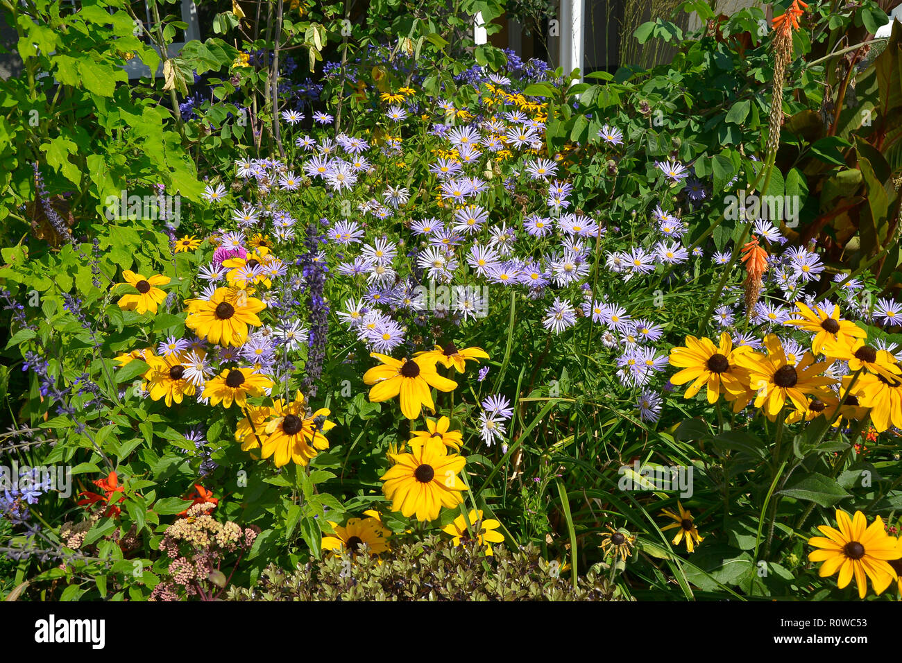 Flower border with Rudbeckia hirta Black Eyed Susan and Aster amellus ...