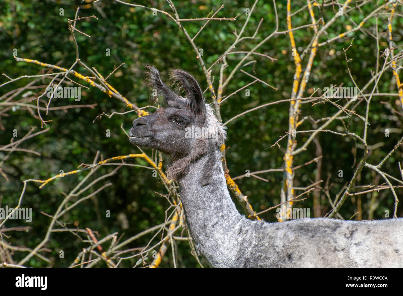 Lama hike hi-res stock photography and images - Alamy
