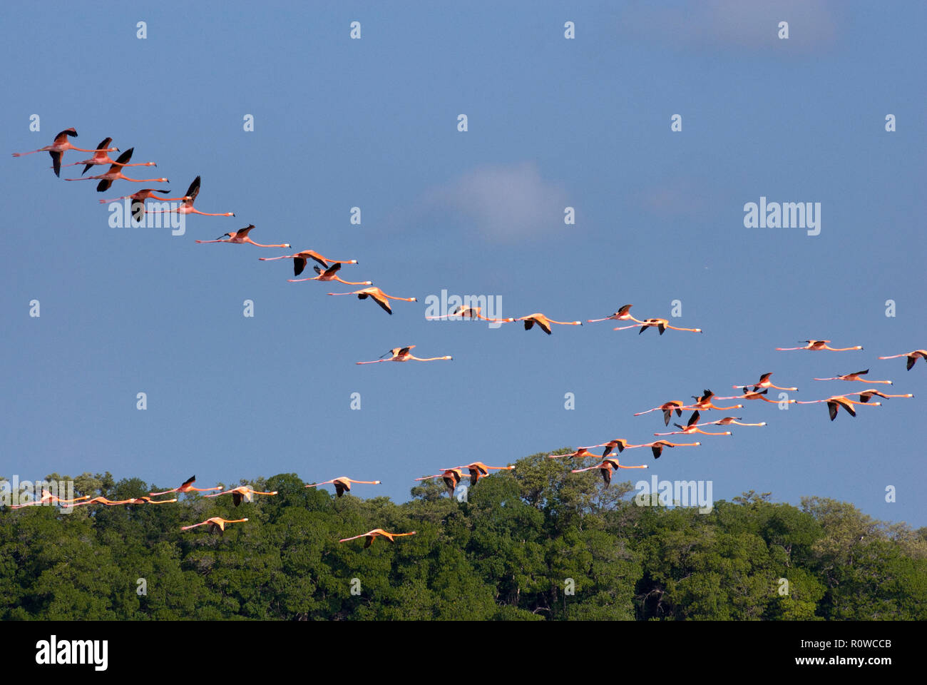 Pink flamingo birds fly in V formation above the tree line, Celestun ...