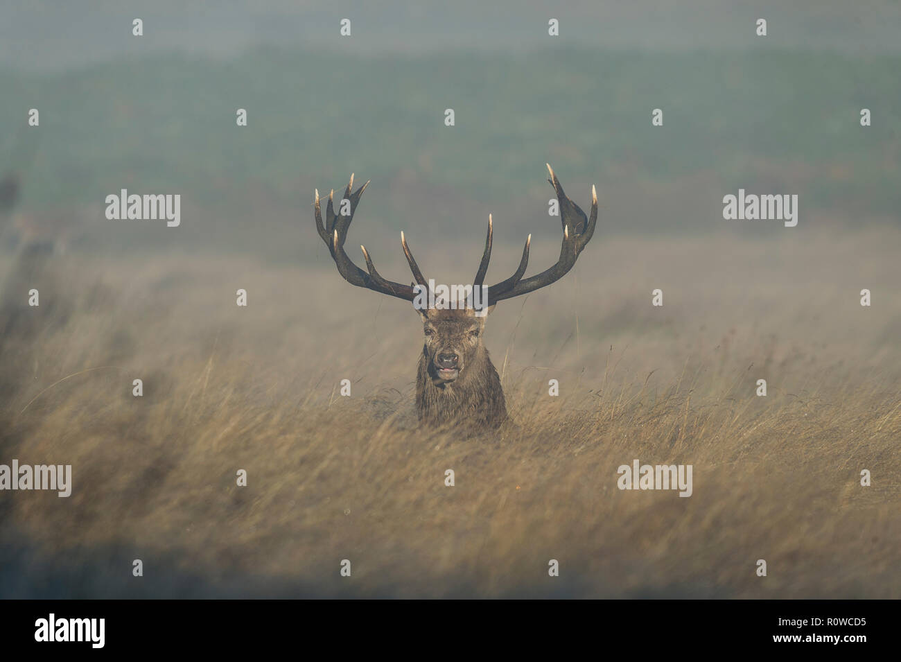 Red Deer Stag Stock Photo - Alamy