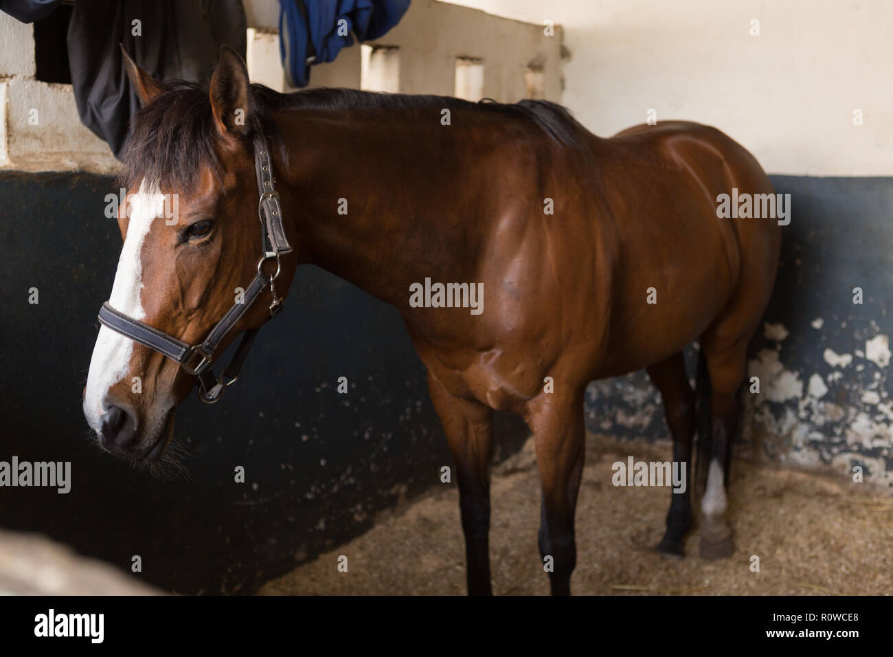 Horse in stable hi-res stock photography and images - Alamy