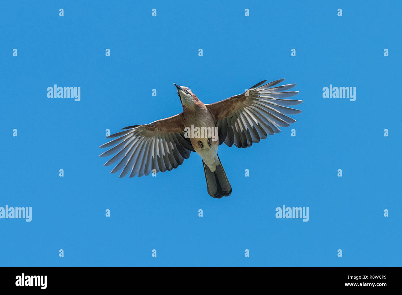 Jay flying hi-res stock photography and images - Alamy