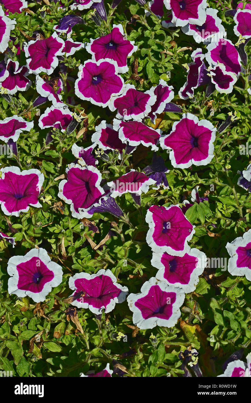 Peturnia Flower Borders 40 Beautiful Types Of Petunias!