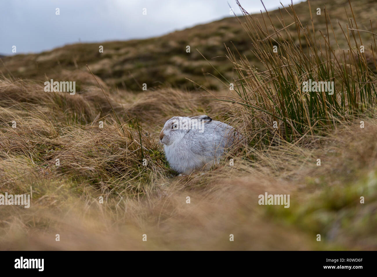 Rabbit hunting scotland hi-res stock photography and images - Alamy