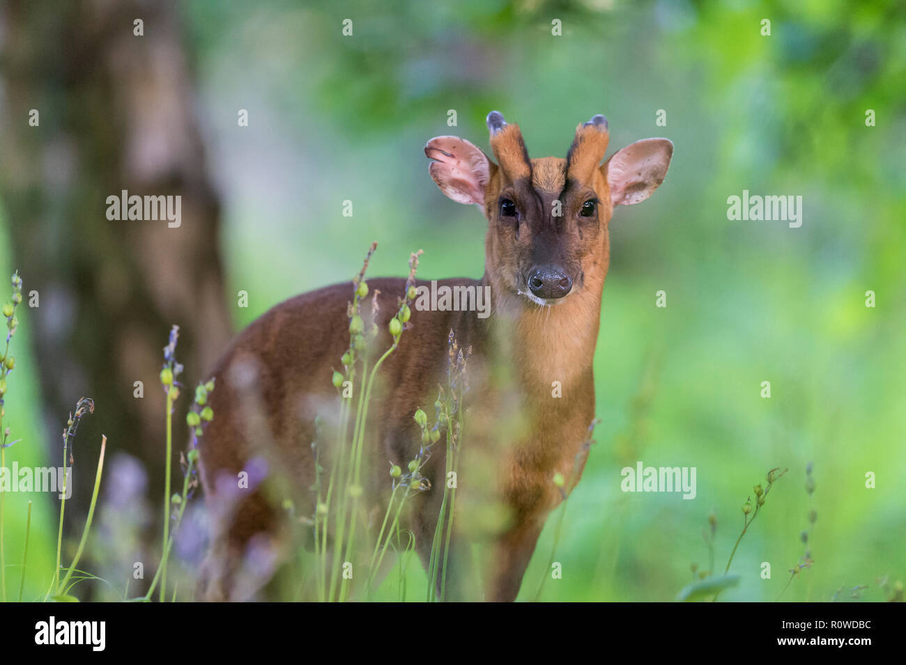 Muntjac hi-res stock photography and images - Alamy