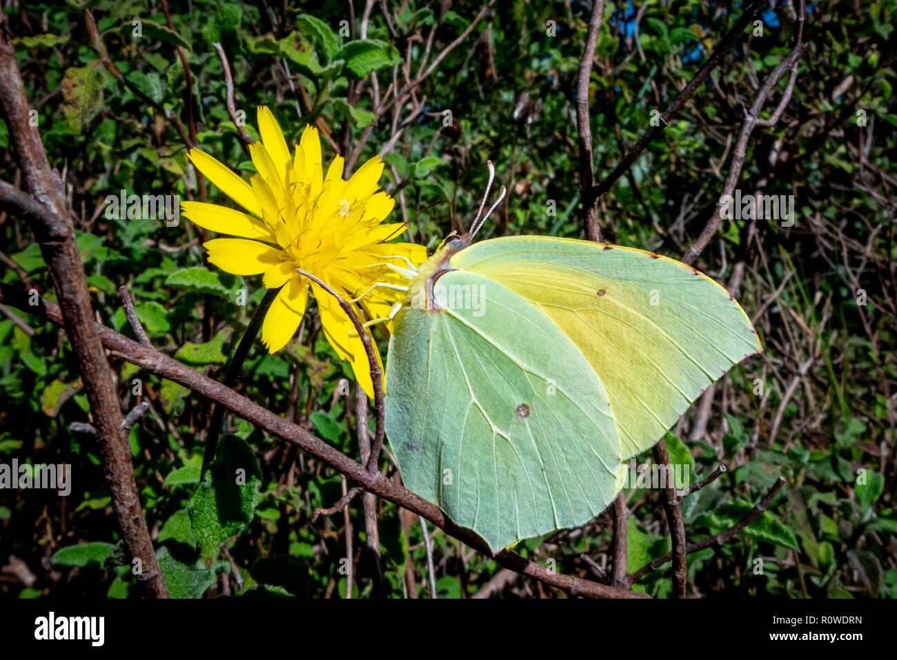 Butterfly in the countryside hi-res stock photography and images - Alamy