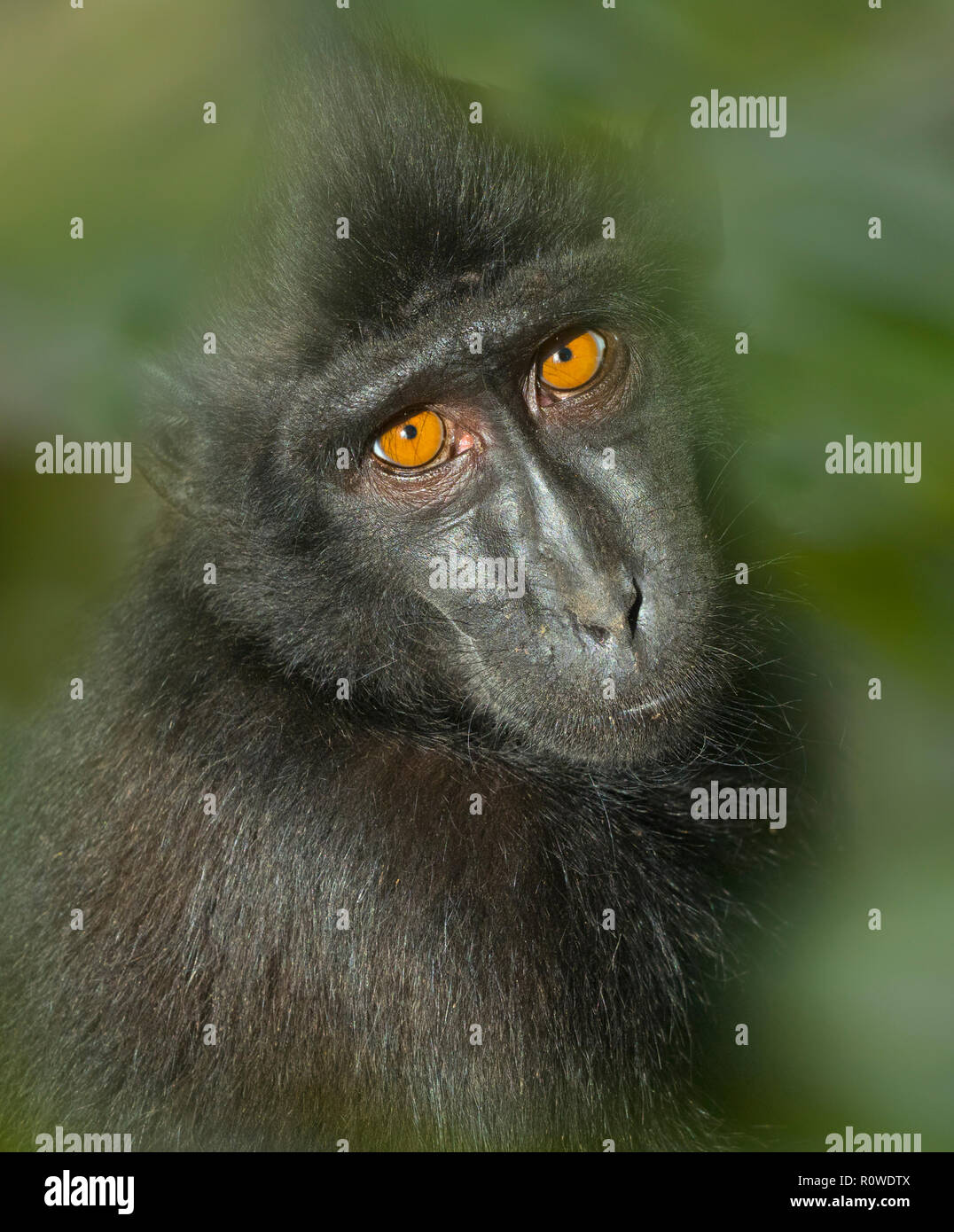 Hairless face hi-res stock photography and images - Alamy