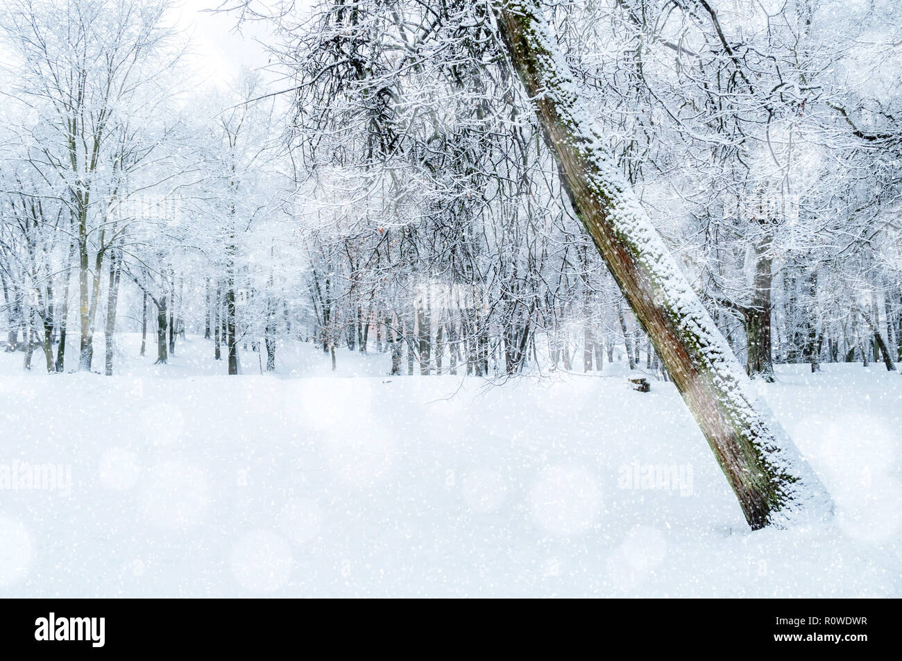 Winter landscape. December winter forest with deciduous winter tree ...