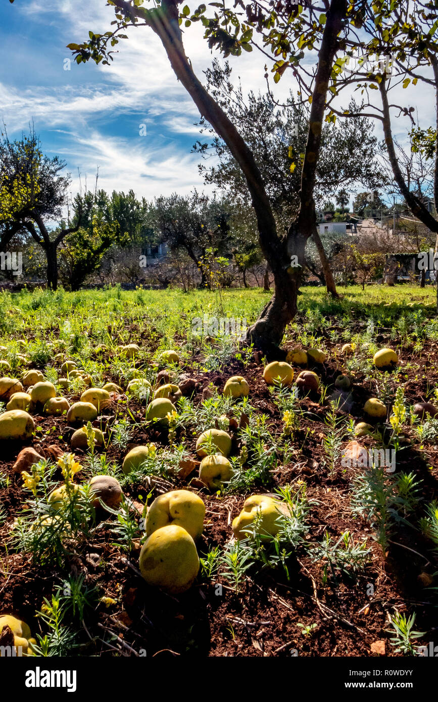 Quince growing in the countryside of Puglia, Italy Stock Photo - Alamy