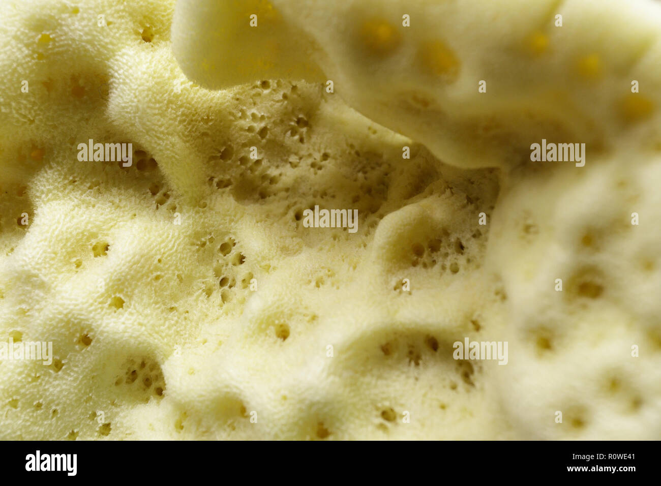 Close up natural sponge hi-res stock photography and images - Alamy