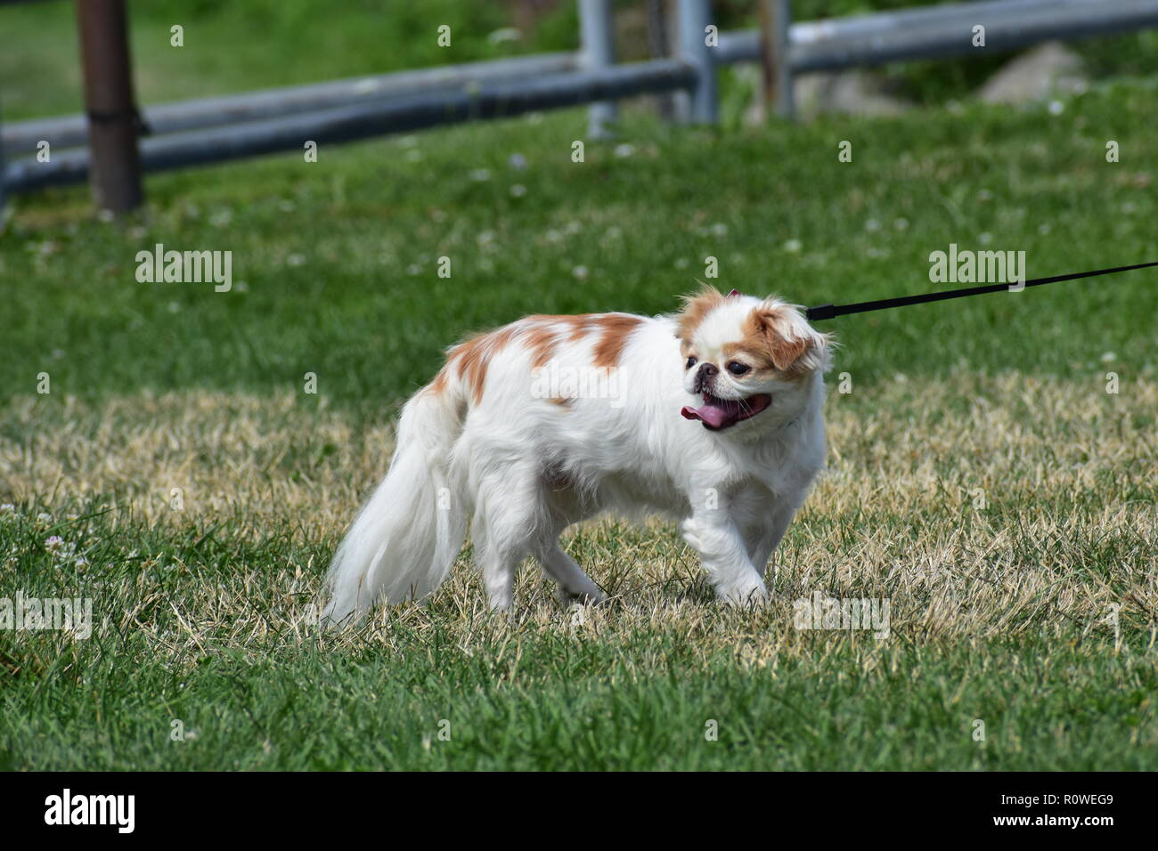 Panting dog hi-res stock photography and images - Alamy