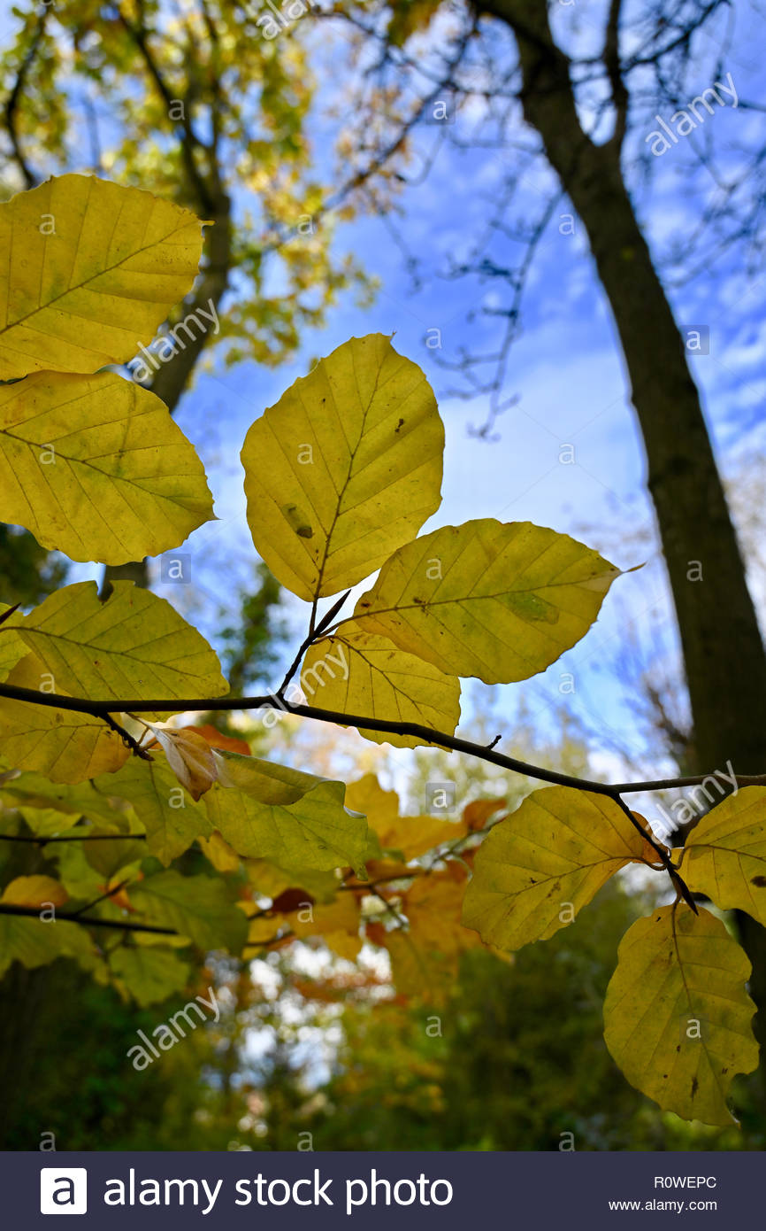 Beech Tree Leaves In Autumn Stock Photos & Beech Tree Leaves In Autumn ...