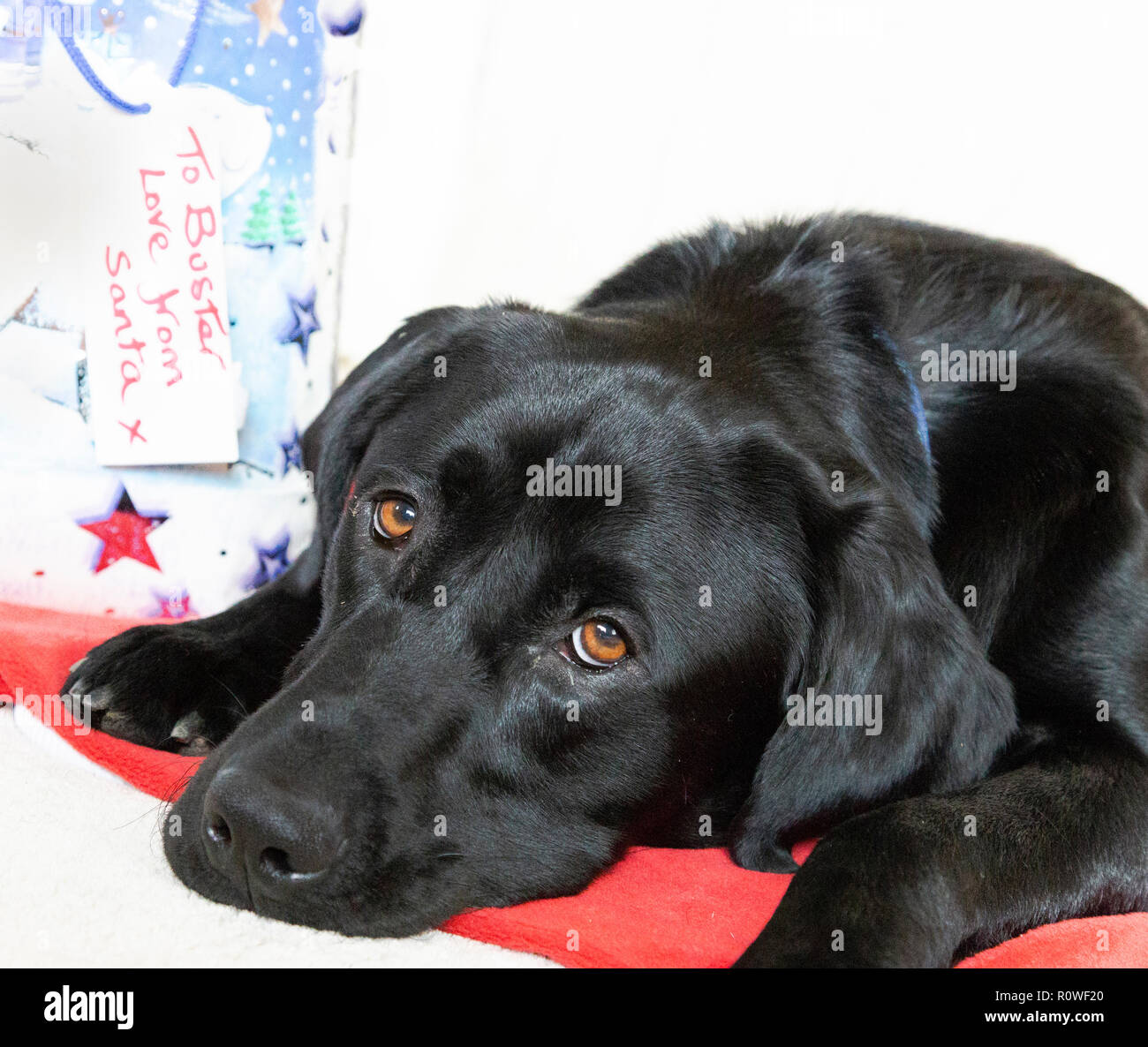 A black labrador lies next to a Christmas gift Stock Photo - Alamy