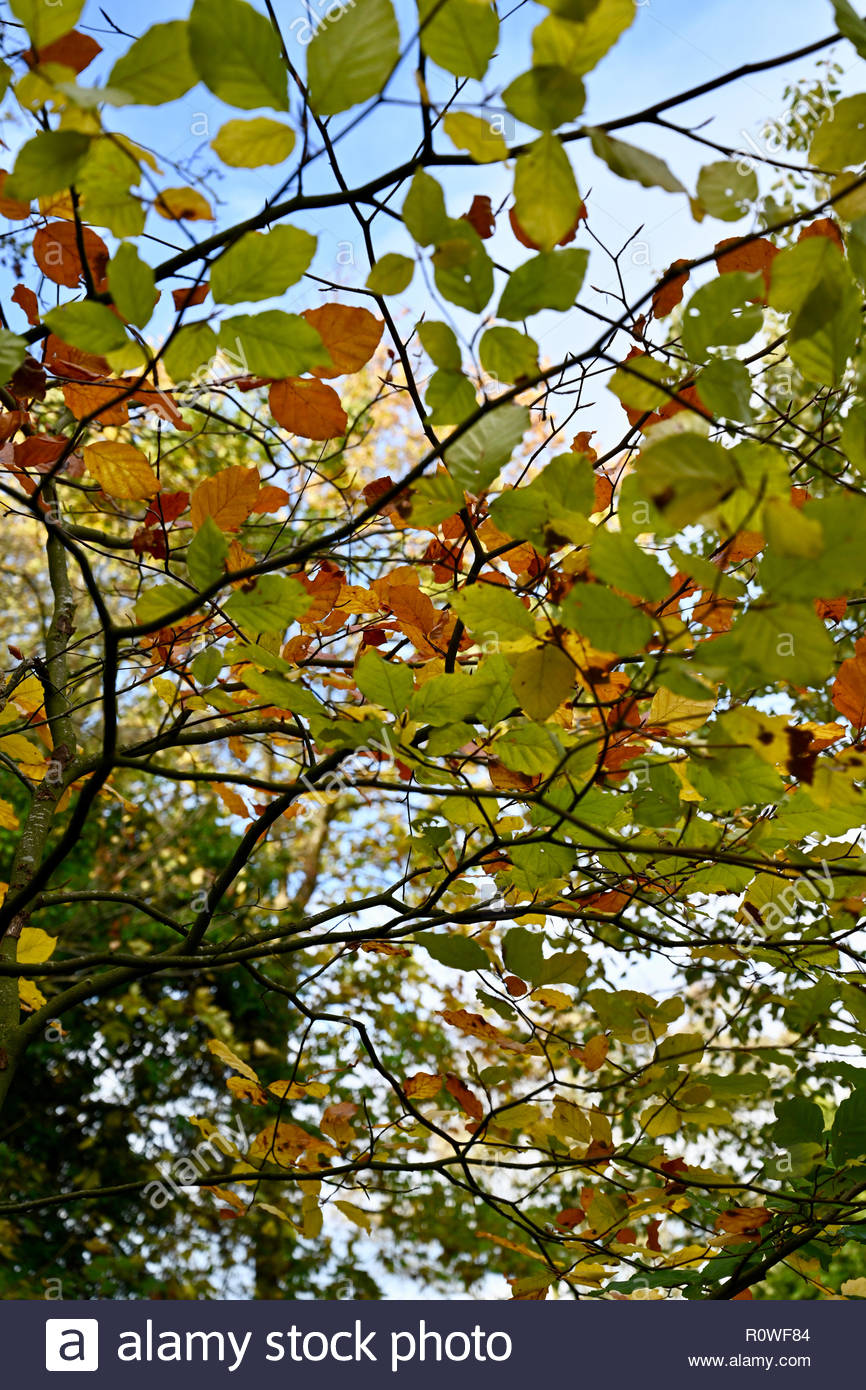 Beech Tree Leaves In Autumn Stock Photos & Beech Tree Leaves In Autumn ...