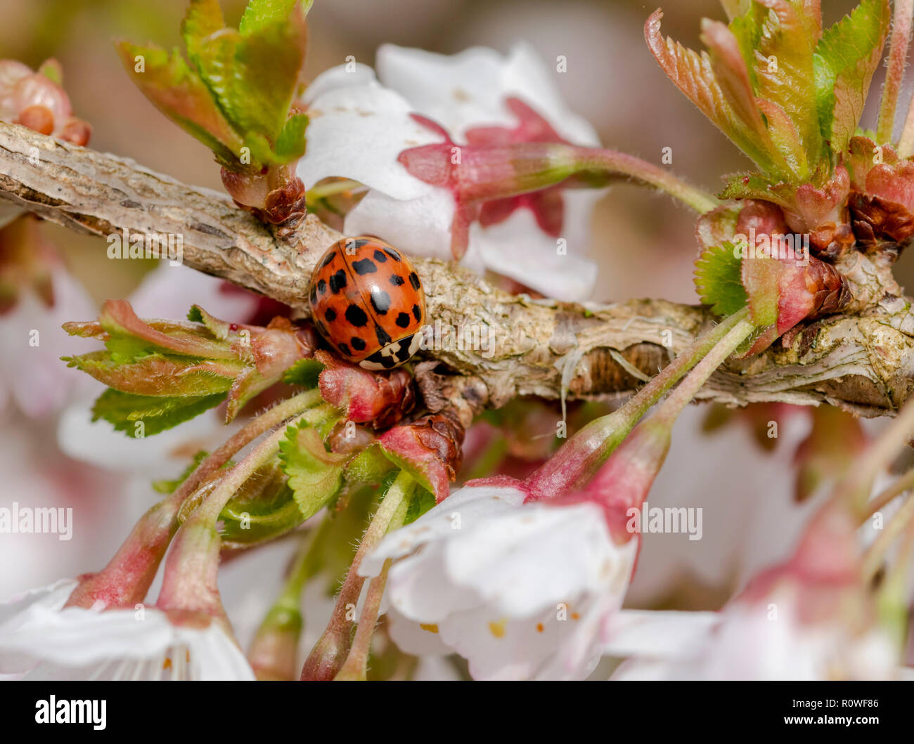 Ladybird species hi-res stock photography and images - Alamy
