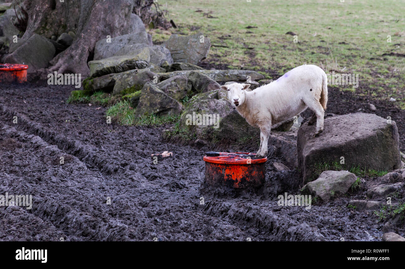 A single sheep in winter drinking liquid nutrient Stock Photo - Alamy