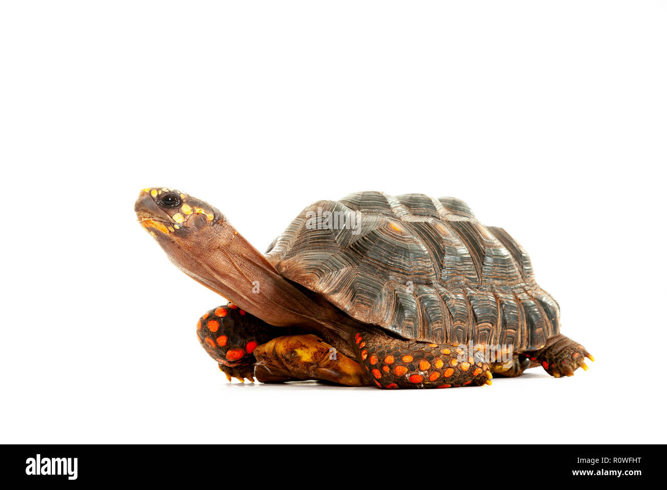 Endangered reptile Cut Out Stock Images & Pictures - Alamy