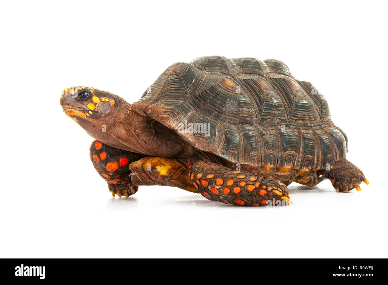 Red Footed Tortoise. Tony's Reptile Show Stock Photo - Alamy