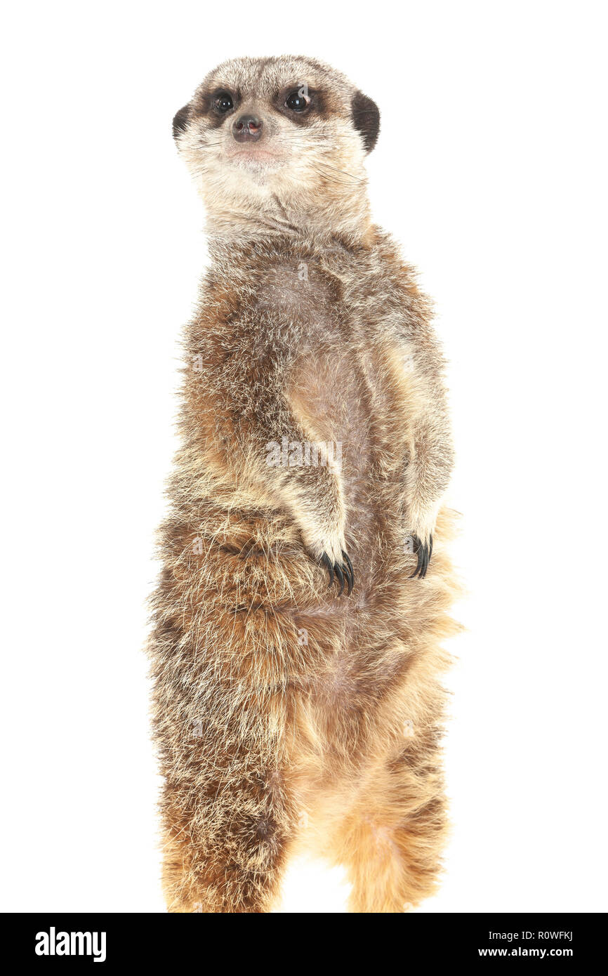 Meerkat Standing Cut Out Stock Images & Pictures - Alamy