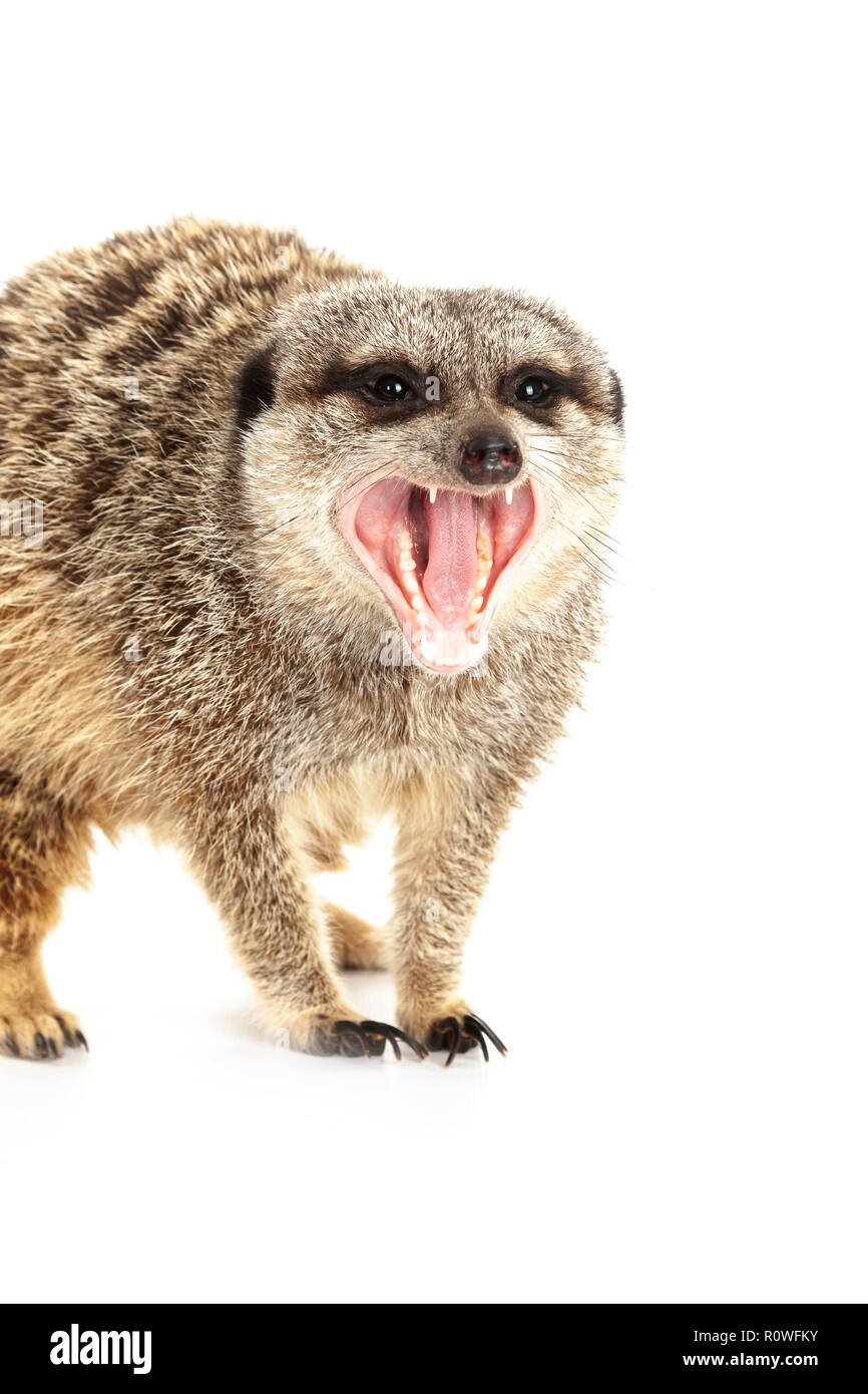 Meerkat. Tony's Reptile Show Stock Photo - Alamy