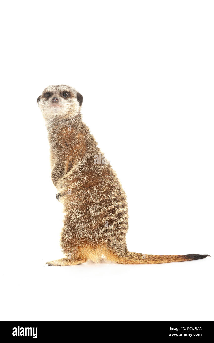 Meerkat animal Cut Out Stock Images & Pictures - Alamy